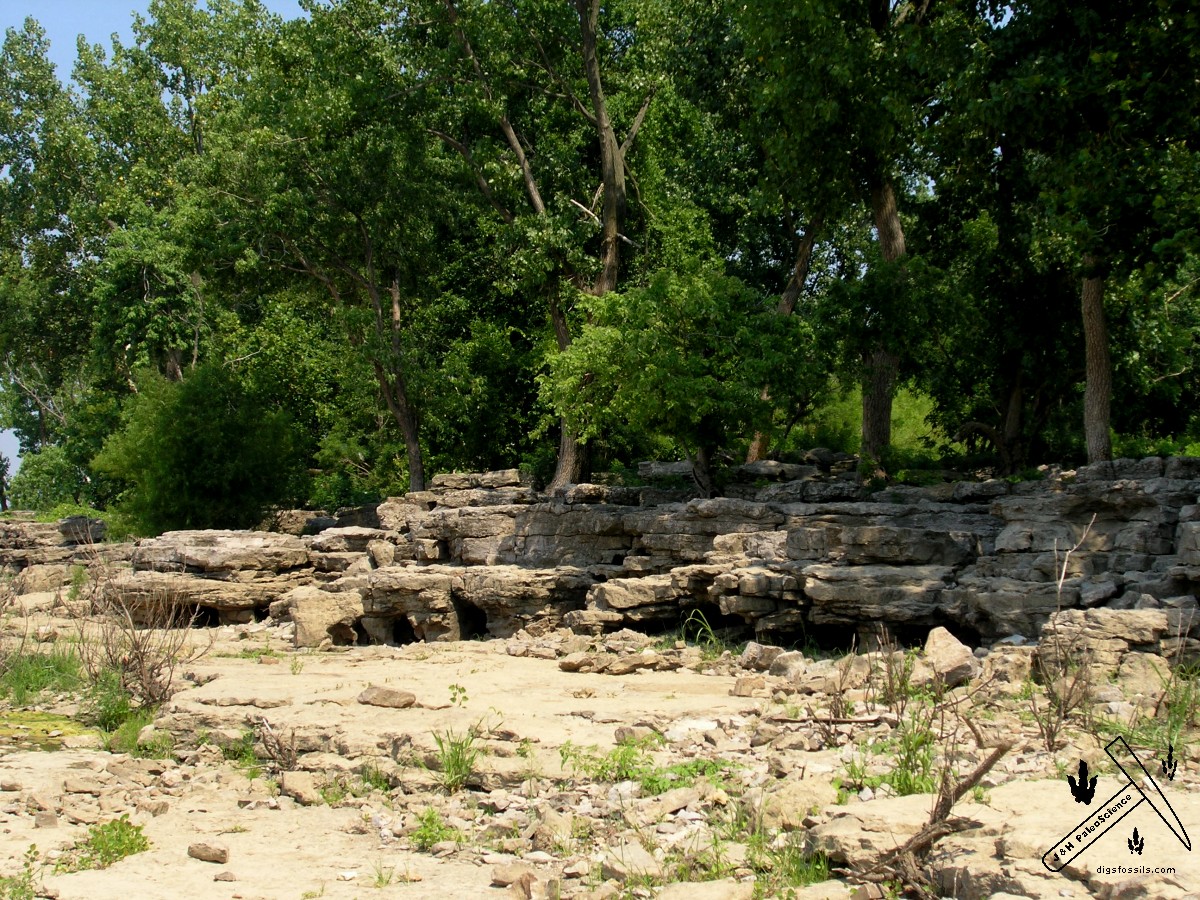 Indiana Fossils